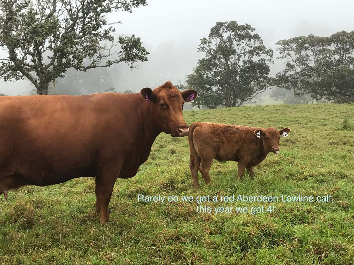 Gallery - Hawaii Lowline Cattle Company